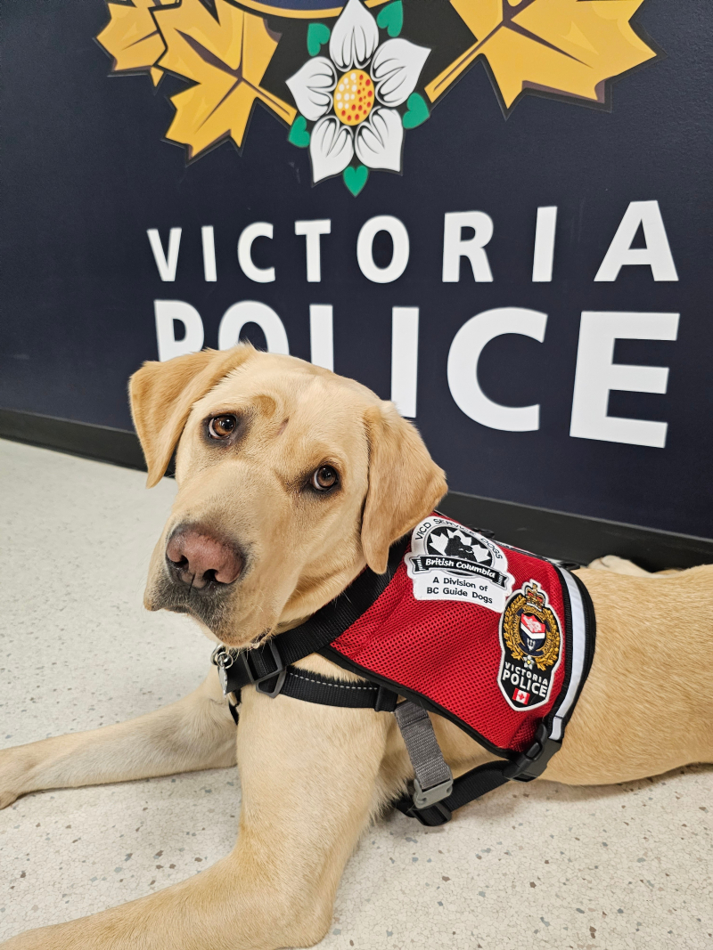 VicPD Welcomes First Occupational Stress Intervention Dog ‘Daisy ...